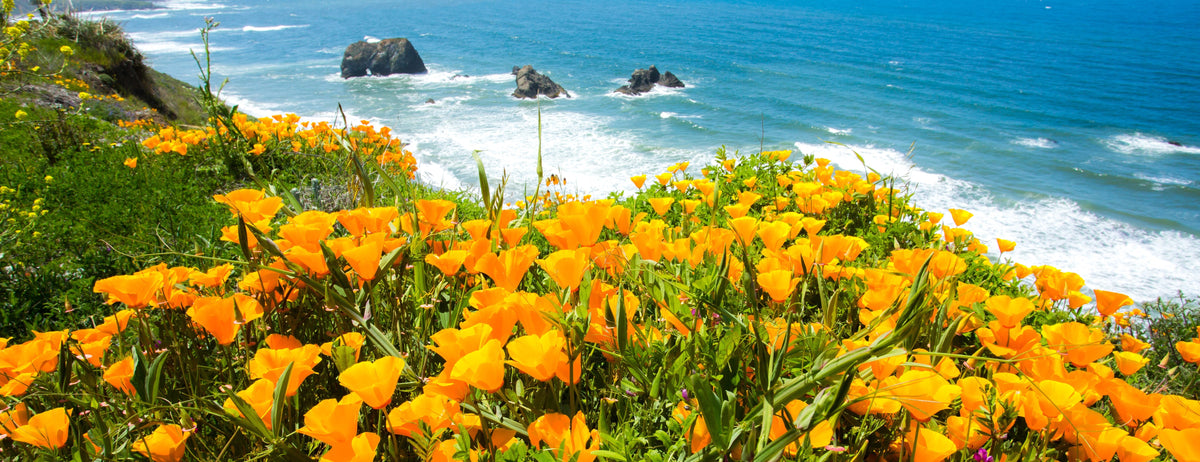 A Guide to Poppies – August's Birth Flower | UrbanStems