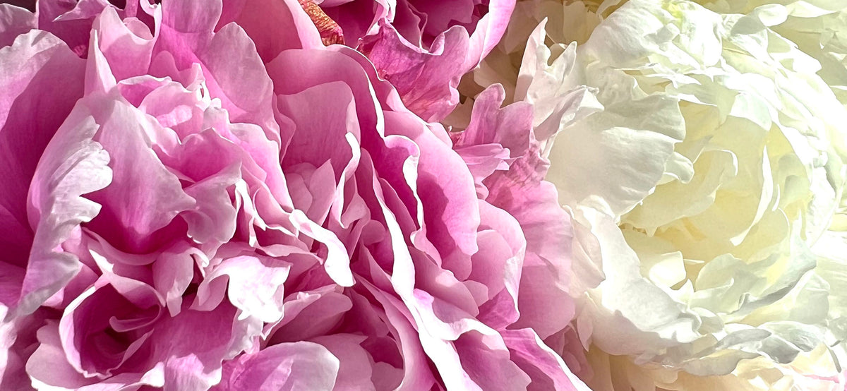 Romantic Flowers To Say "I Love You" | UrbanStems