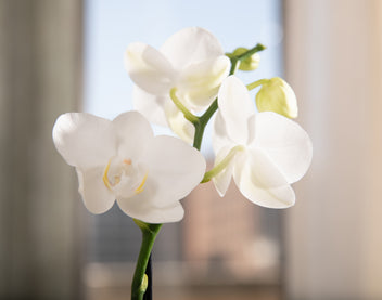 UrbanStems | Online Flower Delivery | UrbanStems