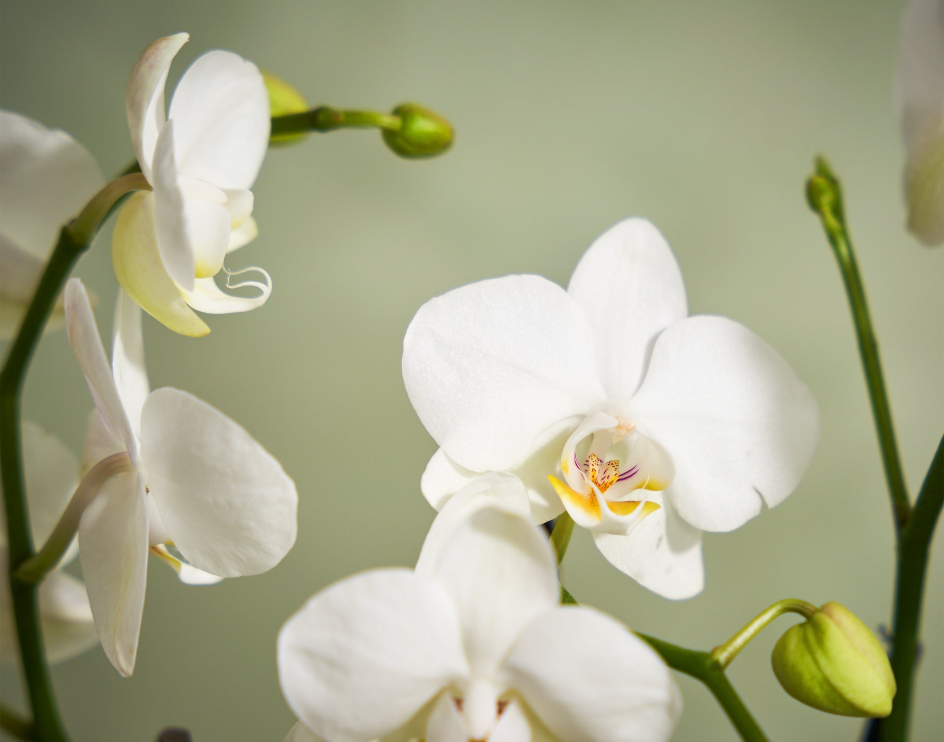 white orchids