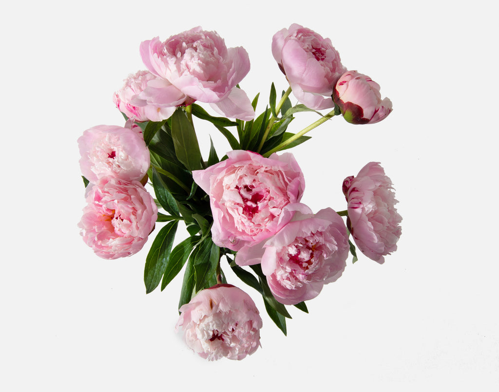 The Meaning of Peony Flower Colors | UrbanStems