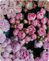 UrbanStems | Online Flower Delivery | UrbanStems